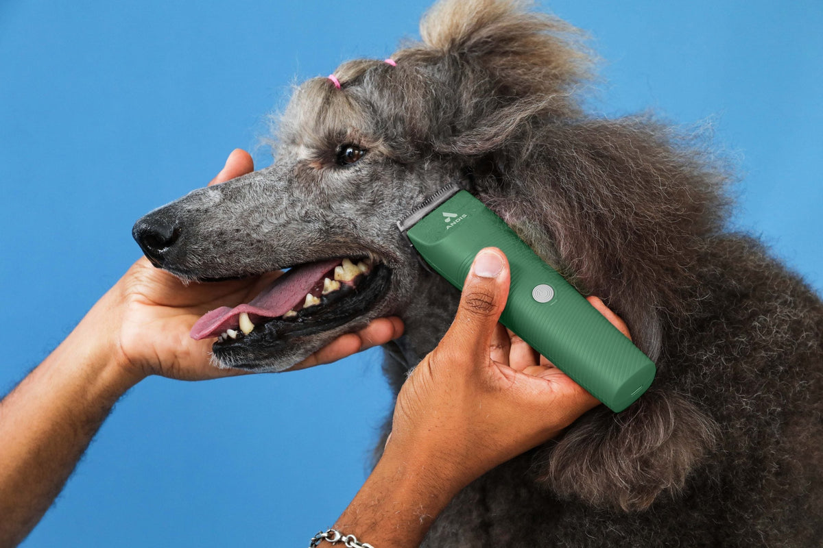 How to Cut Dog Hair at Home with Clippers | Bestbomg